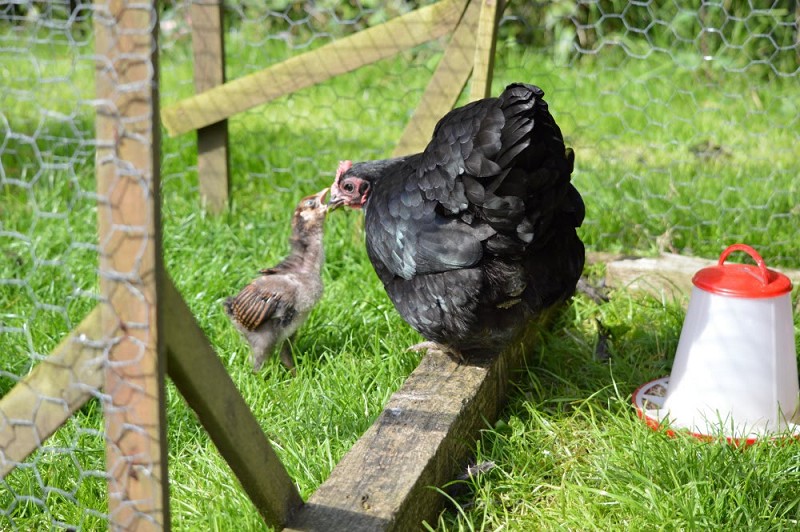 Bower, Wick, Highland. KW1 4TL - Yvonne Fitzgerald Properties